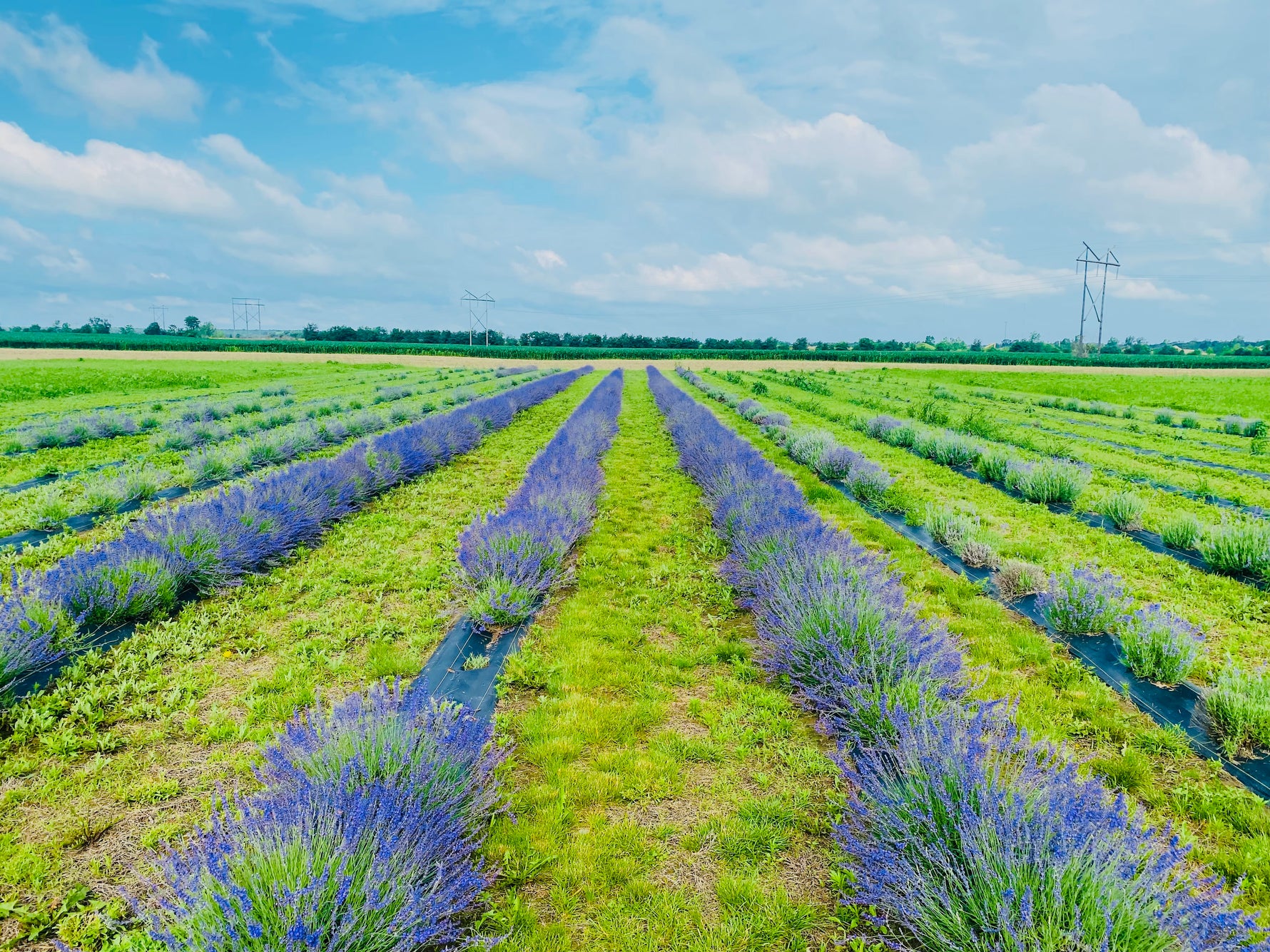 Lavender Bee Company